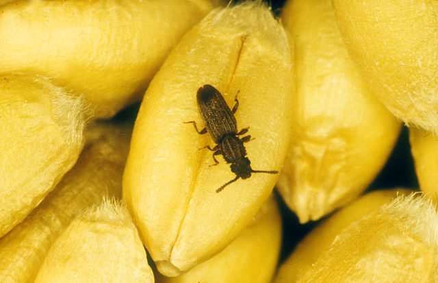 Little Food Beetles That Won’t Go Away! - Colonial Pest Control