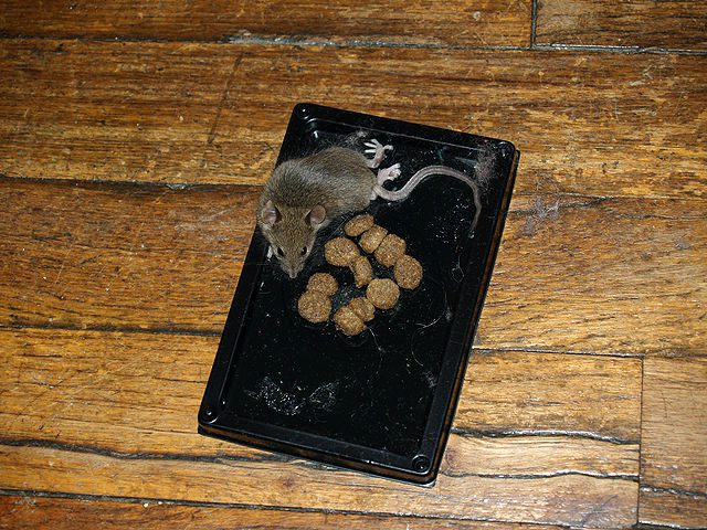 Pros And Cons Of Using Glue Traps For Mice Colonial Pest Control