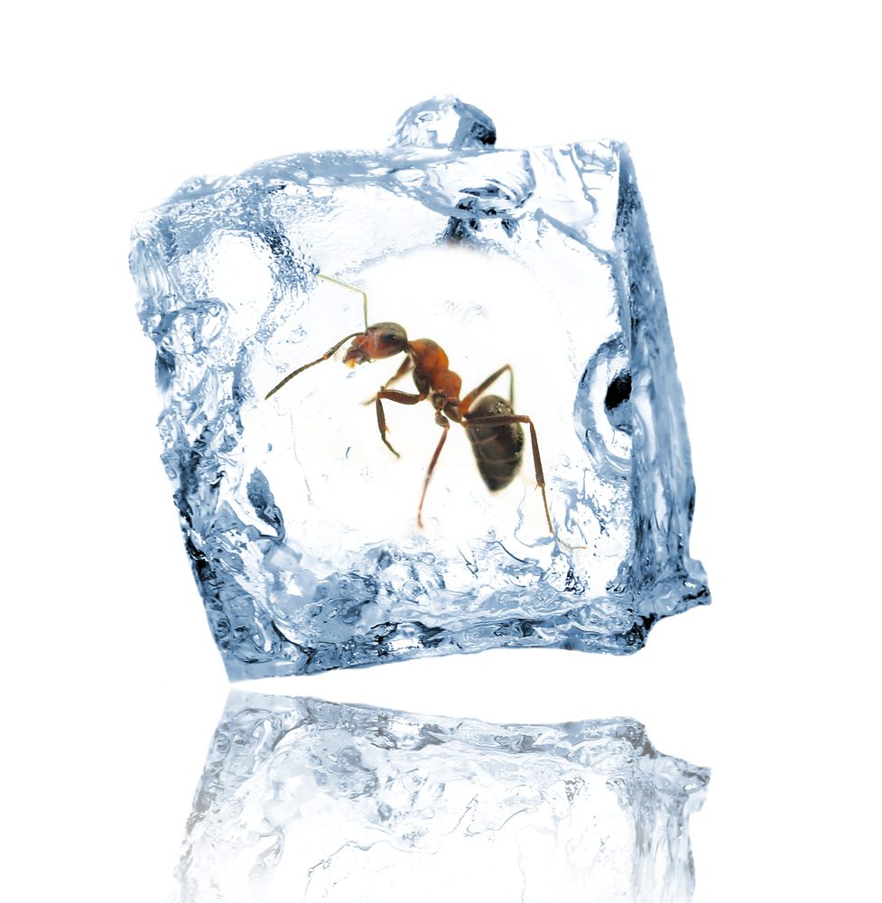 LET’S HOPE OUR INSECT PESTS ARE FREEZING, TOO! - Colonial Pest Control
