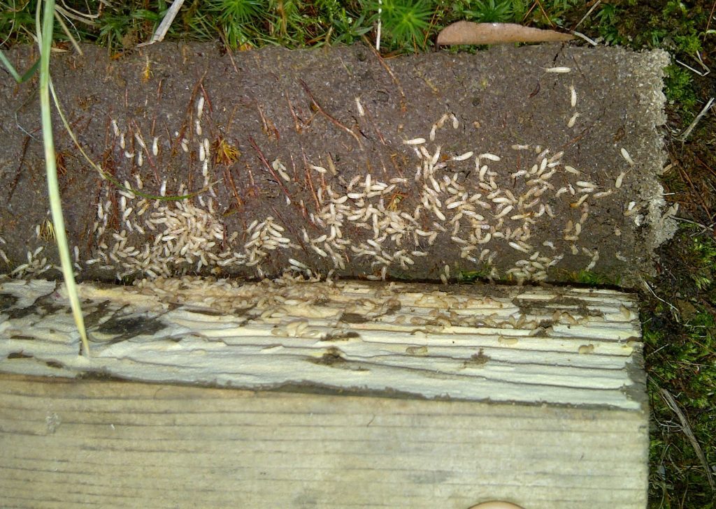 AVOID WOOD-SOIL CONTACT TO AVOID TERMITES - Colonial Pest Control
