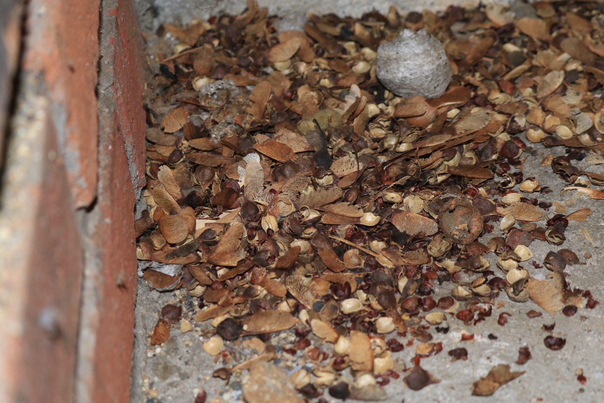 HOW DID DOG FOOD GET INTO A WALL VOID? THINK MICE - Colonial Pest Control