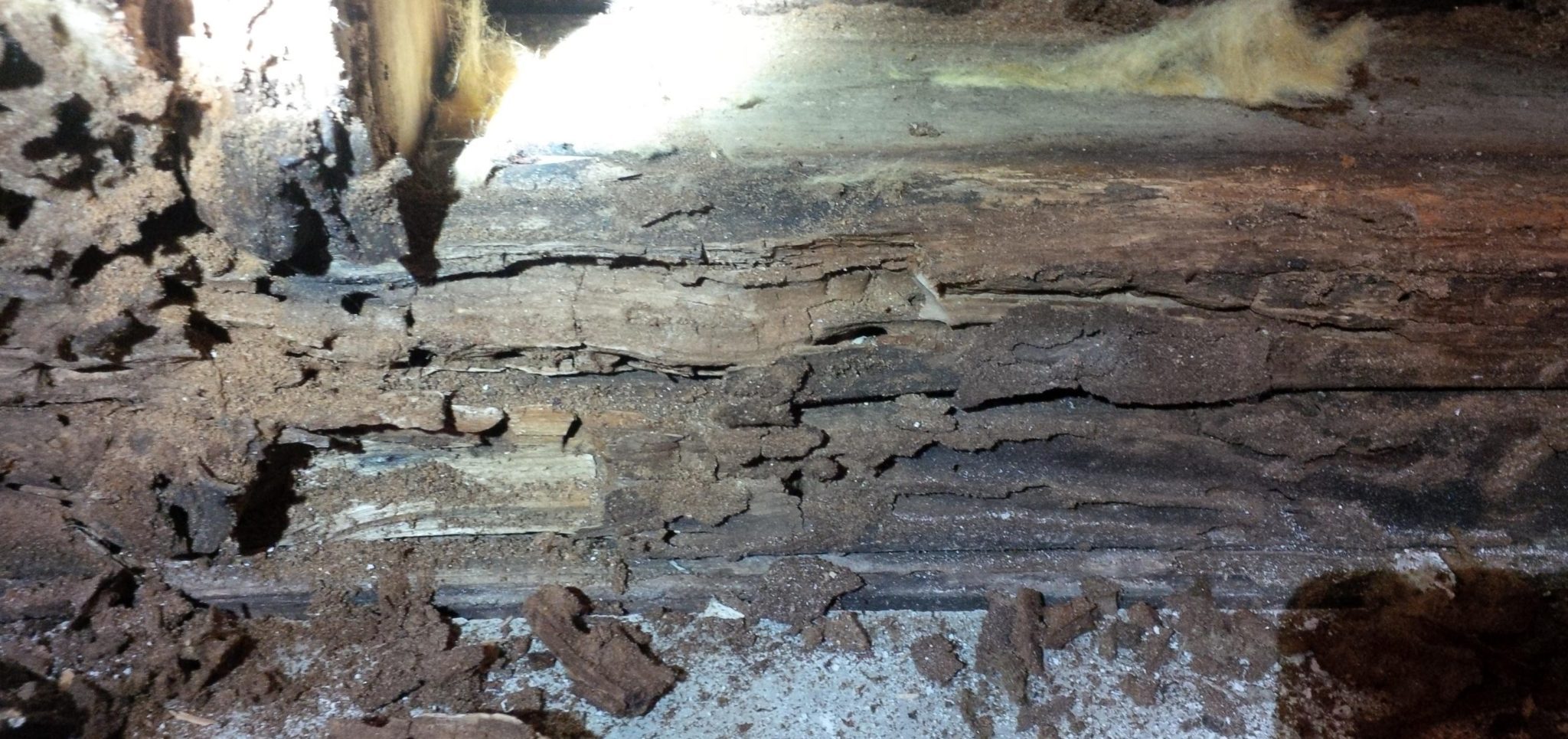 Carpenter Ants are industrious! - Colonial Pest Control
