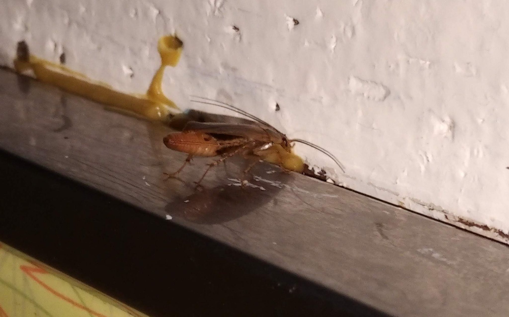 “THIS GEL BAIT ISN’T KILLING THE COCKROACHES” - Colonial Pest Control
