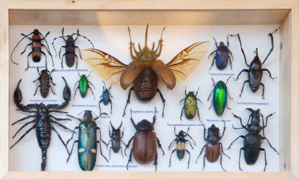 So You Want to Make an Insect Collection? - Colonial Pest Control