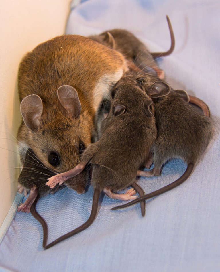 Mice & Rodent Pest Control in MA & NH | Colonial Pest Control Inc.