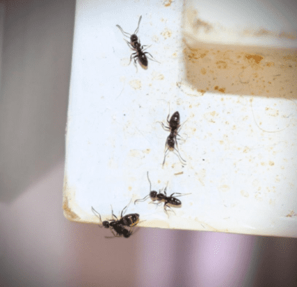 All About Ants | Ant Infestation & Extermination Services