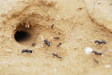 A View of Life in an Ant Colony - Colonial Pest Control