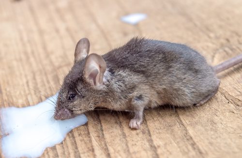 Pet Food Invites Mice – Advice From the Pros - Colonial Pest Control