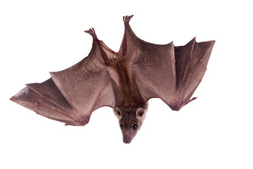 Sealing Out Bats – Advice From the Pros - Colonial Pest Control