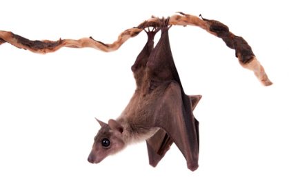Bats Nesting in Attics - Colonial Pest Control