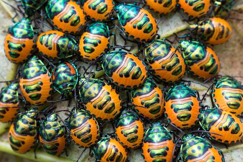 What is an Insect Pheromone Trap? - Colonial Pest Control