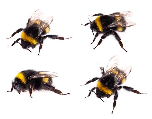 Meet the Bumble Bee - Colonial Pest Control