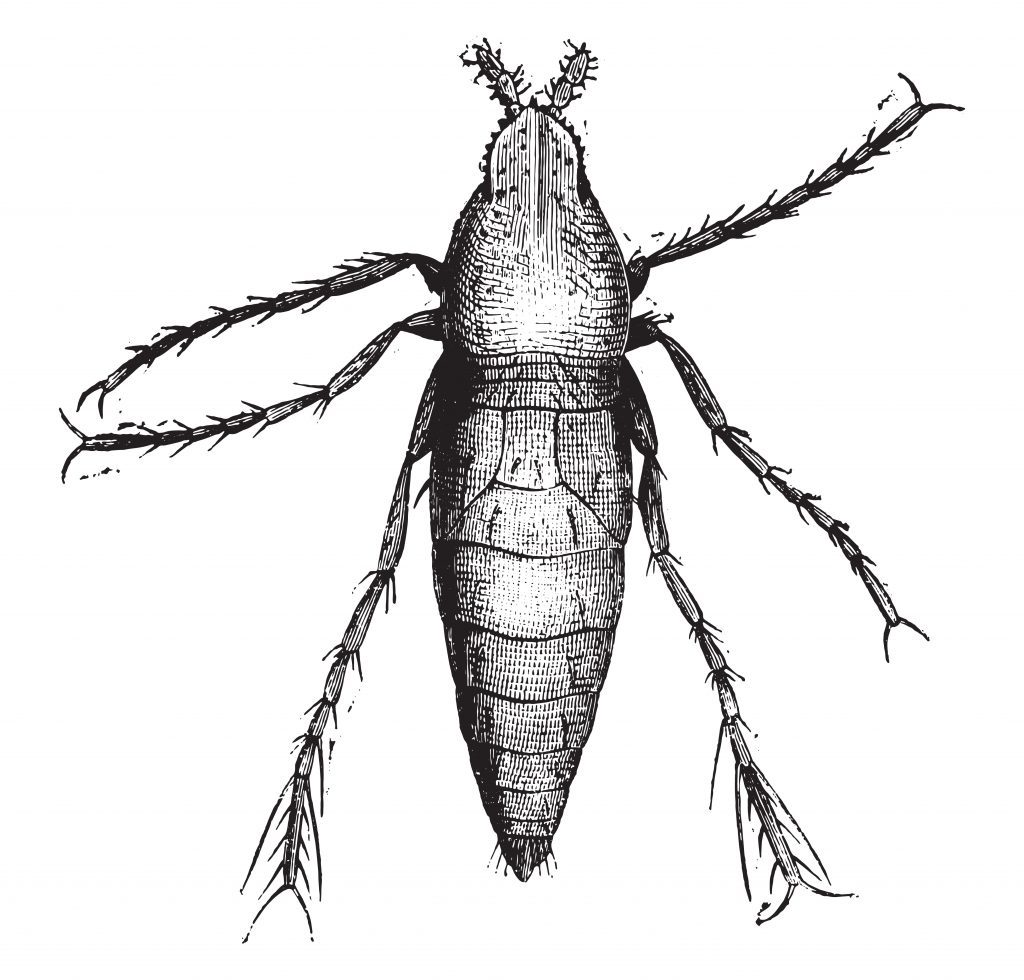 Chiggers Are Not Inside Pests - Colonial Pest Control