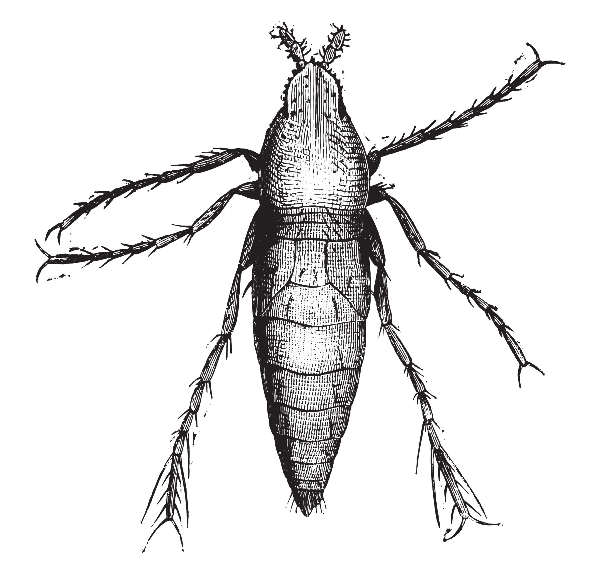 Chiggers Are Not Inside Pests - Colonial Pest Control