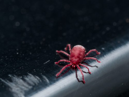 Clover Mites Are Common in Lush Lawns - Colonial Pest Control