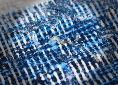 FINDING INSECT DAMAGE TO YOUR SWEATERS AND WOOLENS? - Colonial Pest Control