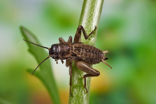 That Annoying Chirping! - Colonial Pest Control