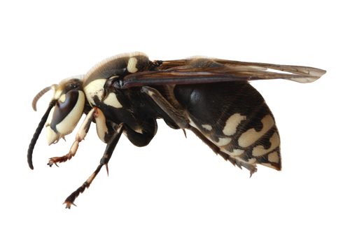 What are Digger Bee's - Colonial Pest Control