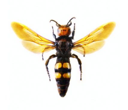What are Digger Wasps? - Colonial Pest Control