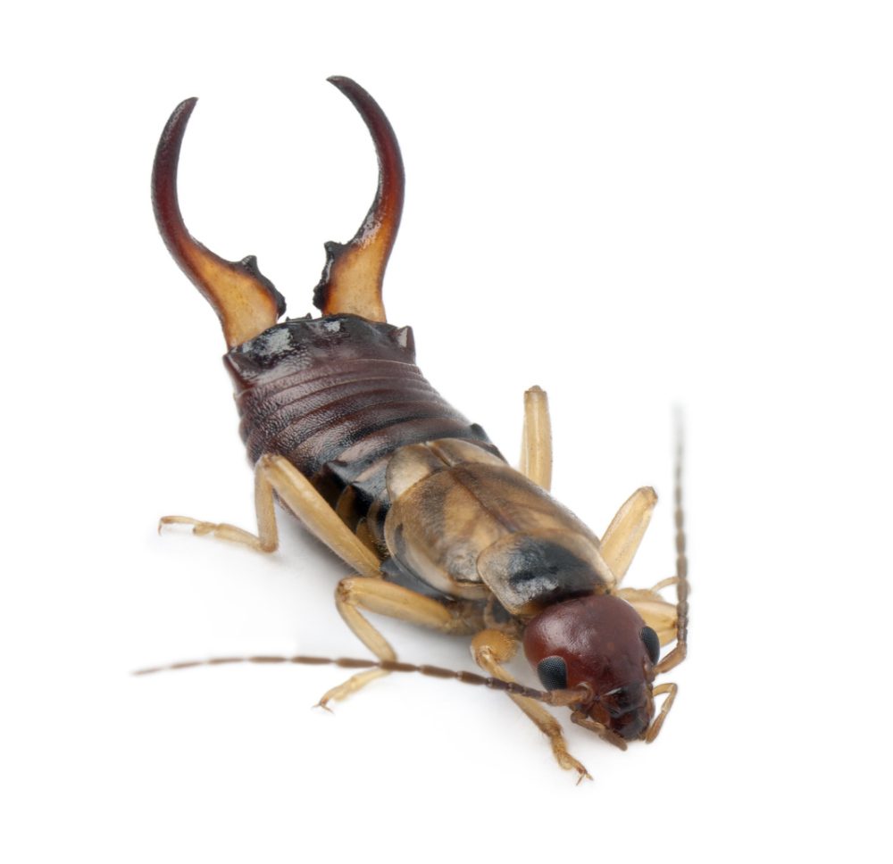 WHY DO I HAVE EARWIGS IN MY HOUSE? - Colonial Pest Control