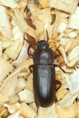 Flour Beetles Aren’t Just in Flour! - Colonial Pest Control