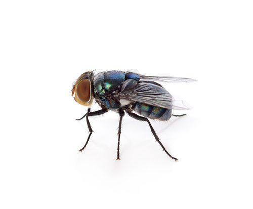 "Fly Speck" Fungus - Colonial Pest Control
