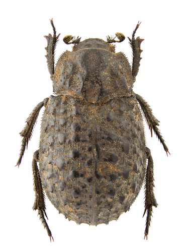 Hide Beetles Can be Found on Animal Carcasses - Colonial Pest Control