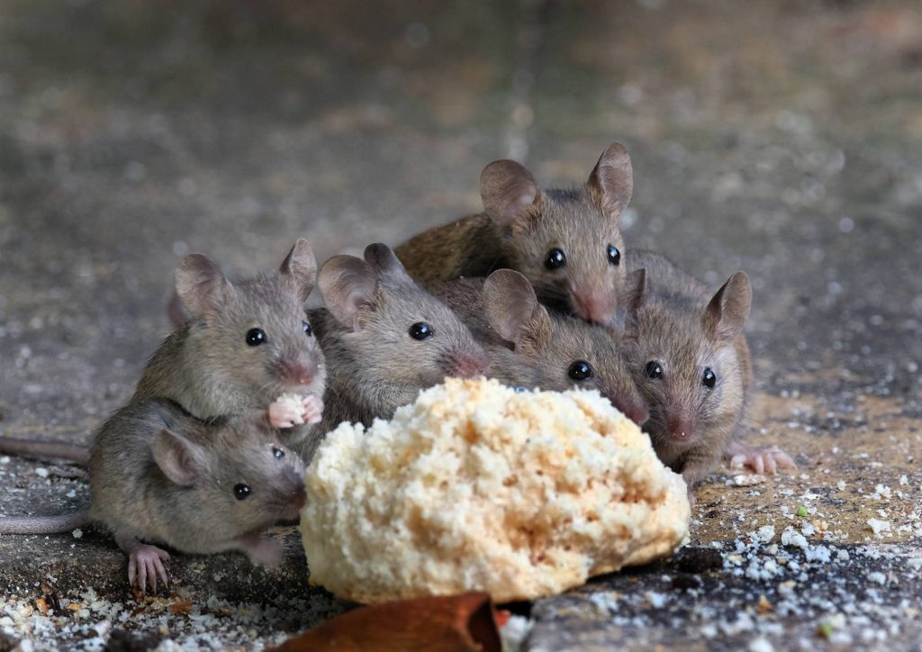 GOT MICE IN YOUR HOUSE? - Colonial Pest Control