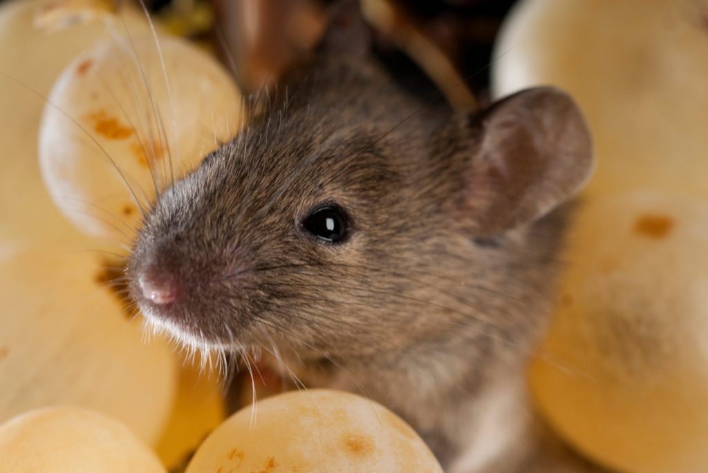 THE WHITE HOUSE MOUSE THAT ROARED! - Colonial Pest Control