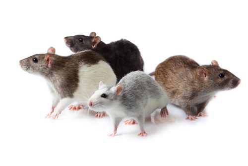 "Tall Tales" about Mice and Rats - Colonial Pest Control