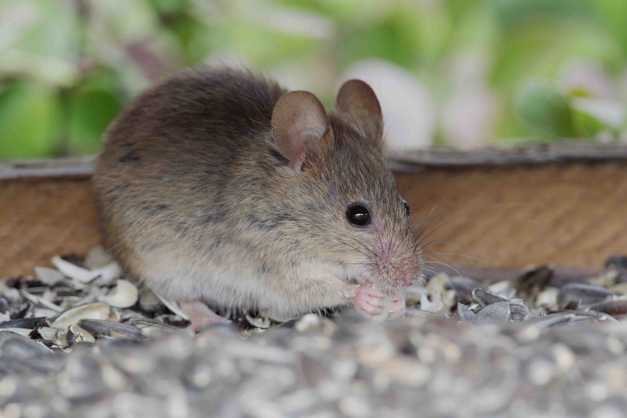 GOT MICE IN YOUR HOUSE? - Colonial Pest Control