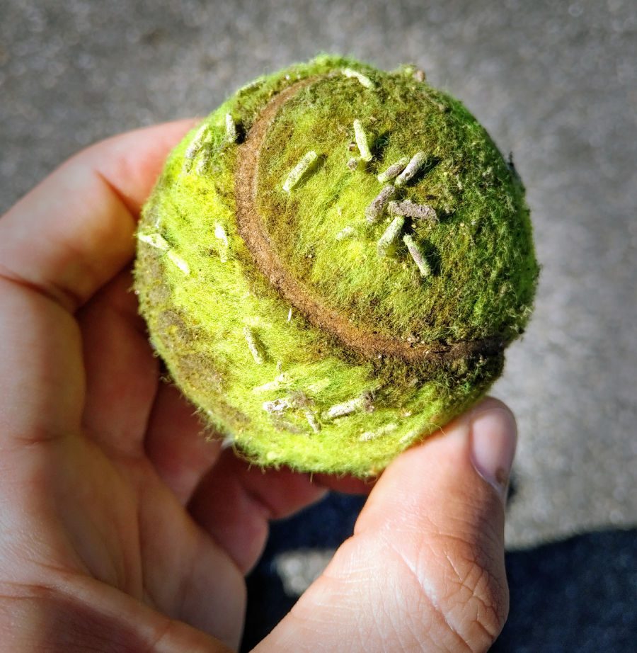 FINDING INSECT DAMAGE TO YOUR SWEATERS AND WOOLENS? - Colonial Pest Control