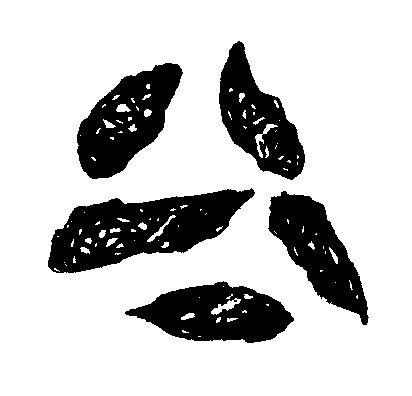 Bat Poop or Mouse Poop? - Colonial Pest Control