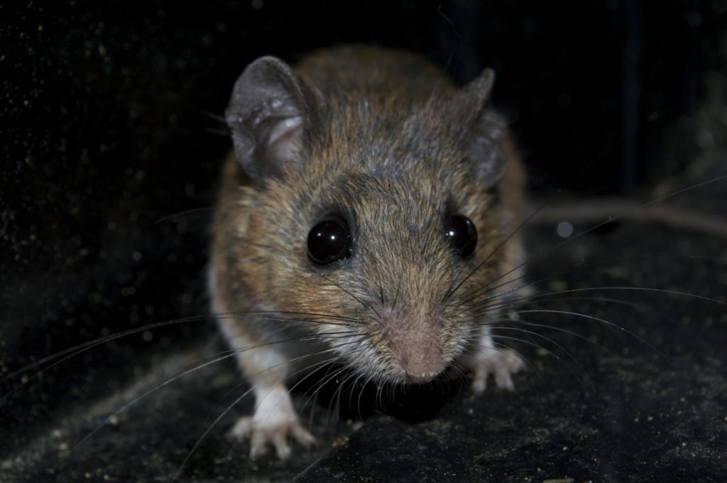 GOT MICE IN YOUR HOUSE? - Colonial Pest Control