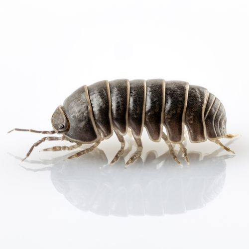 Pillbugs Can Move Inside - Colonial Pest Control
