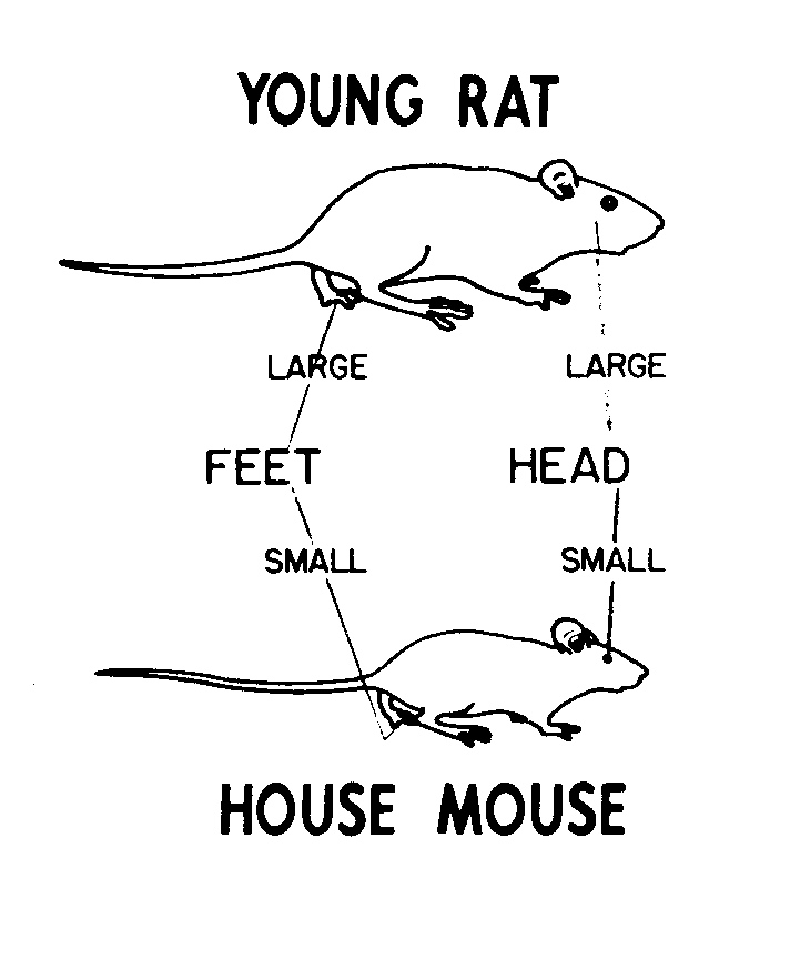 How to Tell the Difference Between a Young Rat and a Mouse - Colonial ...