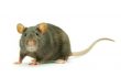 What Does a Rat Burrow Look Like? - Colonial Pest Control
