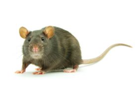 What Does a Rat Burrow Look Like? - Colonial Pest Control