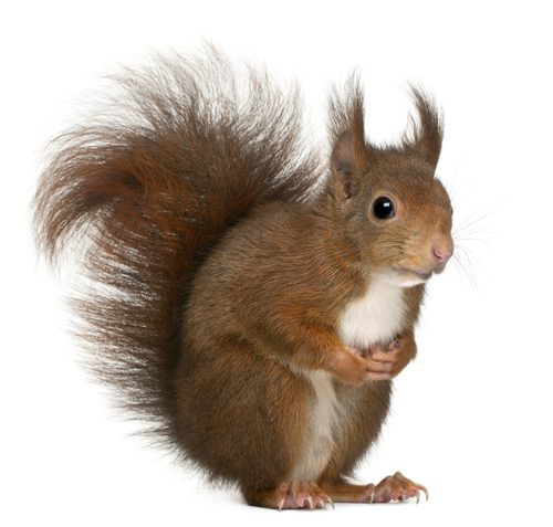 Red Squirrel Middens - Colonial Pest Control