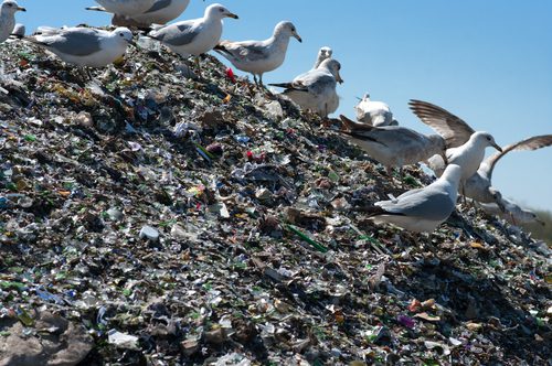 Seagulls, Garbage Dumps and Rooftops! - Colonial Pest Control
