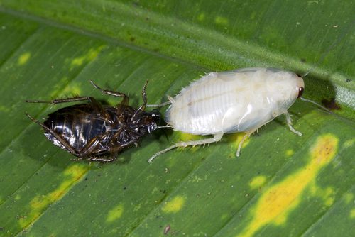 How Insects Grow - Colonial Pest Control