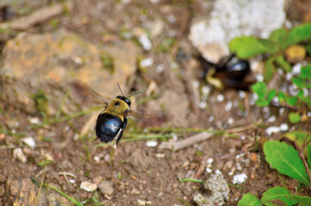 CARPENTER BEES – THEY’RE BACK AND BUSY! - Colonial Pest Control