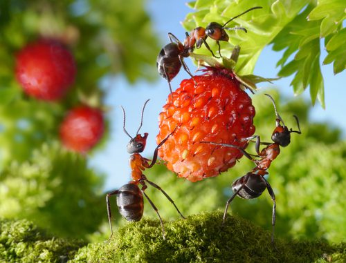 How To Check Food Products For Insects Advice From The Pros how-to-check-food-products-for-insects-advice-from-the-pros