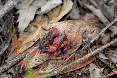 Black and Red Bugs - Colonial Pest Control