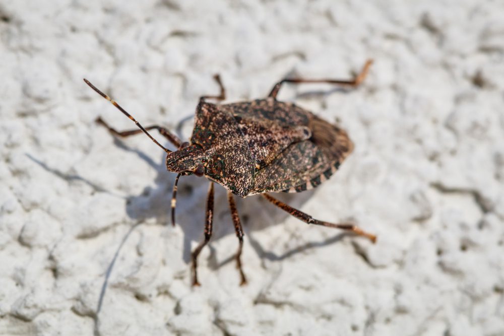STRANGE INDOOR BUGS IN EARLY SPRING? - Colonial Pest Control
