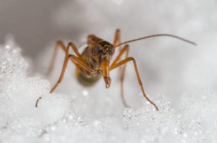 What happens to insects when it snows? - Colonial Pest Control