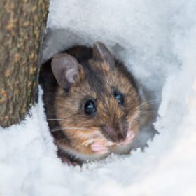 What happens to mice in the snow and cold? - Colonial Pest Control