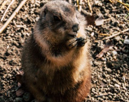 ONCE AGAIN, TIME TO CELEBRATE GROUNDHOGS? - Colonial Pest Control