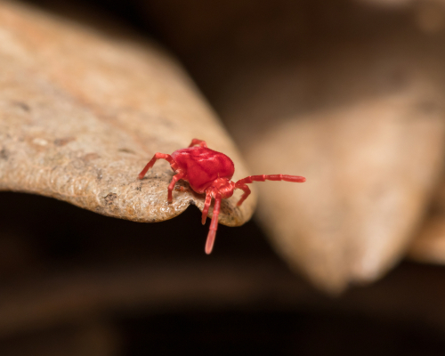 Springtails, Clover Mites, and Psocids: Tiny Intruders in Your Home ...