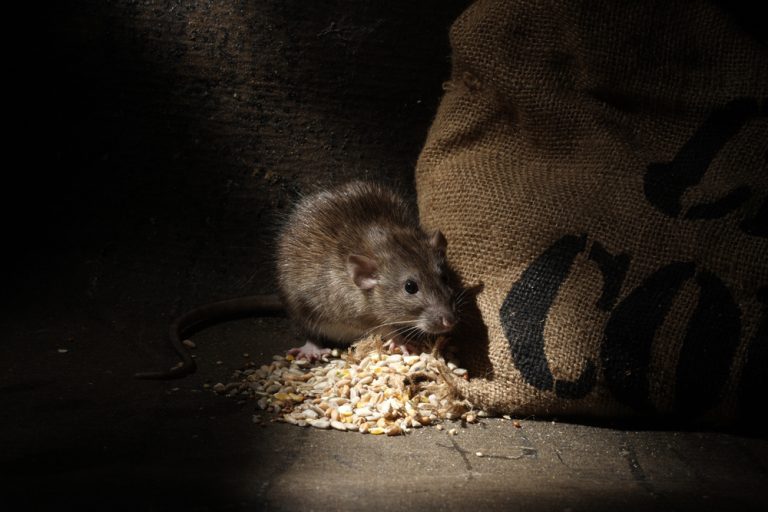 MICE AND RATS CAN HARBOR BITING MITES - Colonial Pest Control